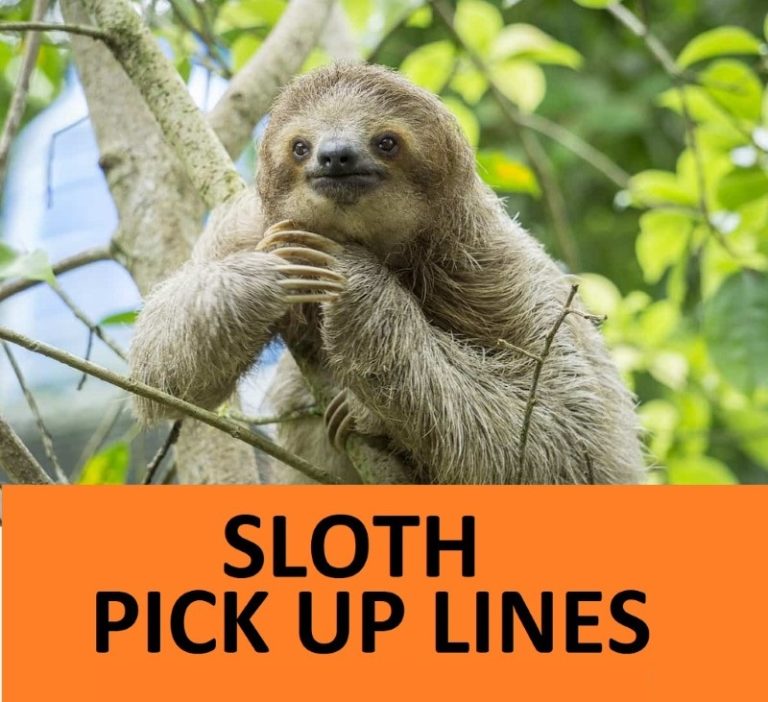 Top 25 Sloth Pick Up Lines.